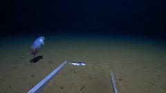 World's deepest octopus captured on camera - BBC News