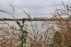 Princess Alice disaster: The Thames' 650 forgotten dead - BBC News