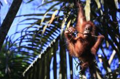 Nose-picking primates spark scientific quest - BBC News