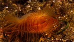 Damaged Scottish reef 'biggest of its kind' - BBC News