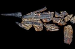 Dinosaur-era 'swordfish' discovered in outback Australia - BBC News
