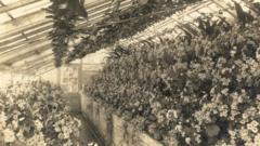 Who was the mysterious gardener Miss Harrison? - BBC News