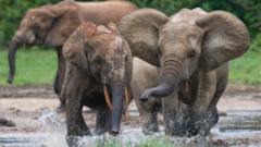 Wildlife in 'catastrophic decline' due to human destruction, scientists ...