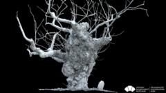 Disease killing 'Europe's oldest' elm tree - BBC News