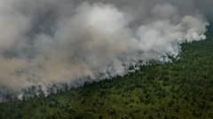 Forest fires: Are they worse than in previous years? - BBC News