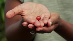 How the 2019 coffee crisis might affect you - BBC News