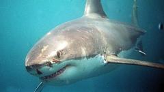 Shark bites off Australian surfer's leg - BBC News