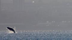 Birdwatcher snaps surprise whale shot in front of castle - BBC News