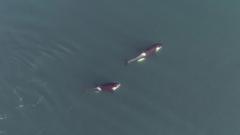 Baby orca, Toa, dies in New Zealand after failed search for mother ...