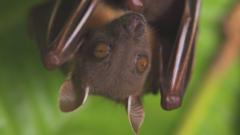 Coronavirus: Bat scientists find new evidence - BBC News