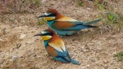 Bee-eaters make historic return to breeding site in Norfolk - BBC News
