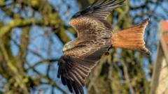 Daniel Hauck: 'I'm inspired by photographing wildlife around me' - BBC News