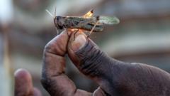 Edible insects: Do insects actually taste any good? - BBC News
