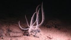 Deep-sea mining hotspot teems with mystery animals - BBC News