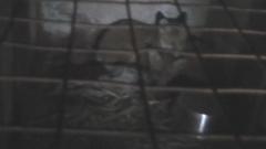 Fox killing inquiry: 'Smear campaign' against PC stalled investigation ...