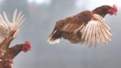 Cómo el pollo que comes aumentó de tamaño un 400% en 50 años - BBC News ...
