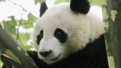 'Panda cruelty' video goes viral in China - BBC News