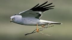RSPB appeal after loss of Manx hen harrier - BBC News
