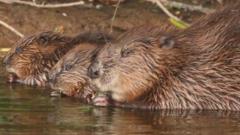 First baby beaver born on Exmoor in 400 years - BBC News