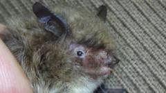 Rare tiny bat discovered in caves in Wiltshire - BBC News