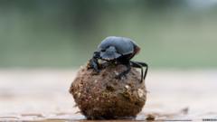 Dancing dung beetles navigate with 'sky snapshot' - BBC News