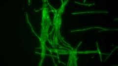 Climate change: Bug covered 'bionic mushroom' generates clean energy ...