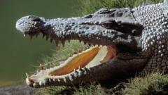 Man prises crocodile's jaws off his head at Australian resort - BBC News
