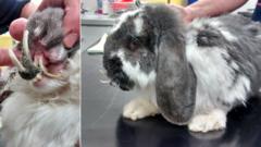 Rabbit with overgrown teeth dumped in Peterborough - BBC News