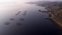 Is there a problem with salmon farming? - BBC News