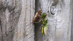 Springwatch 2020: Check out some of these amazing moments - BBC Newsround