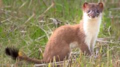 Stoat detection dogs to target 'high risk' Orkney islands - BBC News