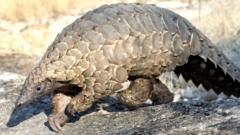 China accuses 11 of smuggling totoaba swim fish bladder - BBC News