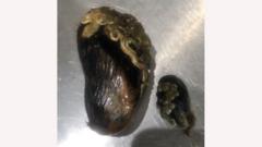 Monster 'clappy-doo' mussel delights Skye chef - BBC News