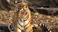 Elephant and tiger attacks highlight India's wildlife conflict - BBC News