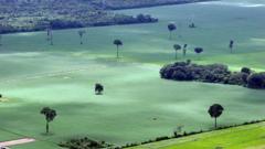 Climate change: Spike in Amazon emissions linked to law enforcement ...