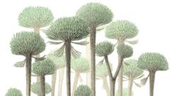'Pretty weird forest' could be world's oldest, scientists claim - BBC ...