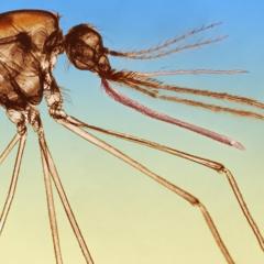 6 cosas que quizás no sabías sobre los mosquitos, la especie más ...