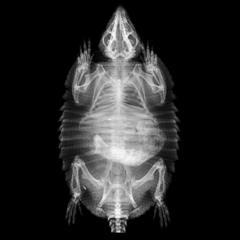 ZSL London Zoo shares animal X-rays - BBC News