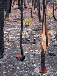 Australia fires: Plants photographed regrowing in ashes - BBC News