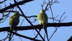 Jimi Hendrix cleared of blame for UK parakeet release - BBC News