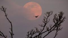 Pink Moon: Europe illuminated by lunar light show - BBC News