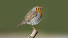 Rare sight of robin in Beijing causes stir and Brexit jokes - BBC News
