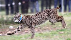The return of the lynx - BBC News
