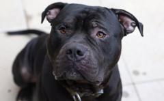 What is an American XL bully and why are they being banned? - BBC News