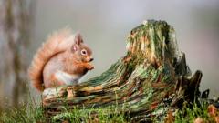 Anglesey killer red squirrel virus 'highly infectious' - BBC News