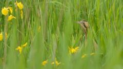 RSPB: Bitterns make booming recovery in UK wetlands - BBC News