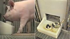 Pigs can play video games with their snouts, scientists find - BBC News