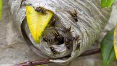 What to do if you're attacked by a swarm of wasps - BBC News