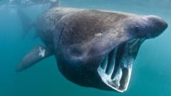Lives of basking sharks caught on 'SharkCam' in Inner Hebrides - BBC News