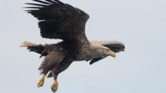 White-tailed eagle returns to England - BBC News